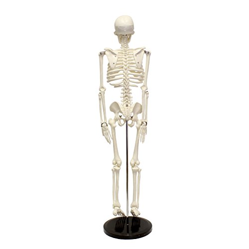 MonMed Medical Skeleton Model, 33.5in Small Human Figure for Anatomy, Art, Halloween