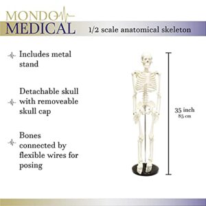 MonMed Medical Skeleton Model, 33.5in Small Human Figure for Anatomy, Art, Halloween