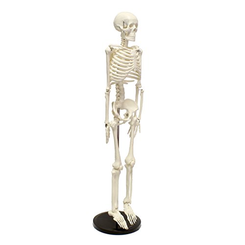 MonMed Medical Skeleton Model, 33.5in Small Human Figure for Anatomy, Art, Halloween