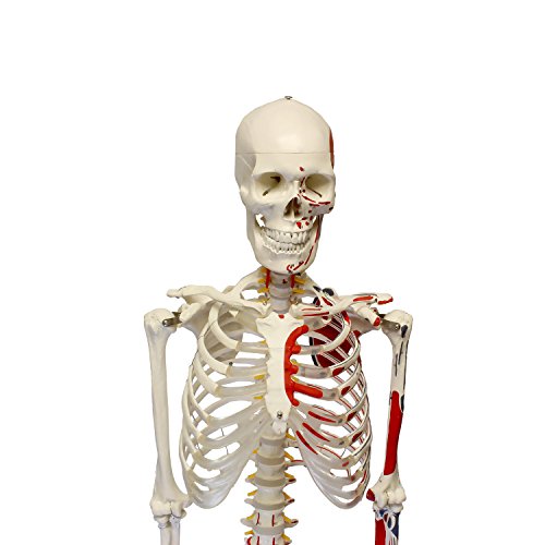 MonMed Numbered Medical Skeleton Model, Life Size Skeleton Model – Human Skeleton Model for Anatomy Halloween Decor