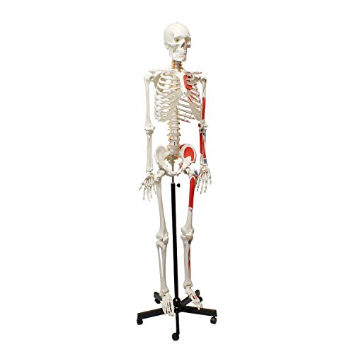 MonMed Numbered Medical Skeleton Model, Life Size Skeleton Model – Human Skeleton Model for Anatomy Halloween Decor