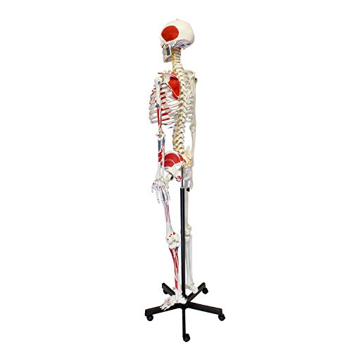 MonMed Numbered Medical Skeleton Model, Life Size Skeleton Model – Human Skeleton Model for Anatomy Halloween Decor