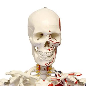 MonMed Numbered Medical Skeleton Model, Life Size Skeleton Model – Human Skeleton Model for Anatomy Halloween Decor