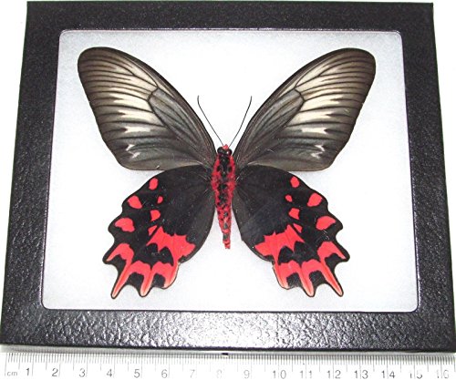 BicBugs Real Framed Butterfly RED Black ATROPHANEURA SEMPERI Female Verso Philippines