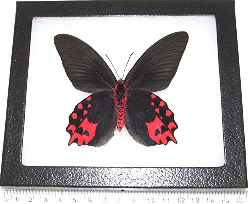 BicBugs Atrophaneura semperi Male Verso Real Framed Butterfly RED Black Philippines