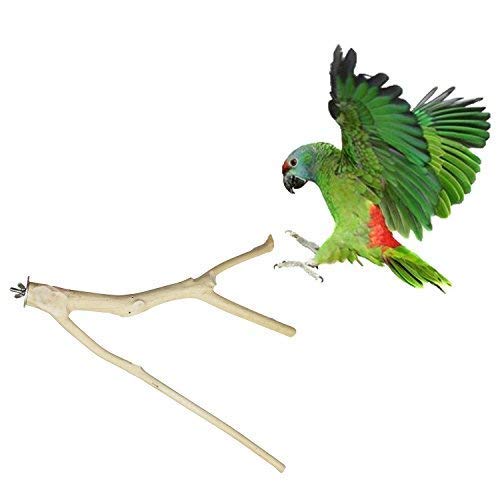 Multi-Branch Perch (Large) - Durable Natural Climbing Branch Perch Cage Accessory - Sugar Gliders, Squirrels, Prairie Dogs, Degus, Marmosets, Monkeys, Parrots, Birds, Rats, Reptiles, Amphibians