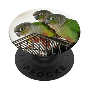 green cheek conure bird pop socket phone holder