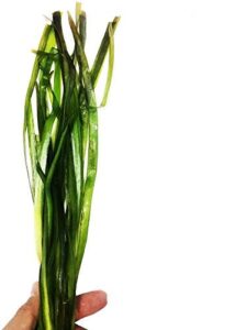 planterest - jungle val rooted vallisneria spiralis bunch live aquarium plant low light background stems decorations buy2get1free