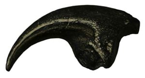 allosaurus dinosaur life size claw fossil replica