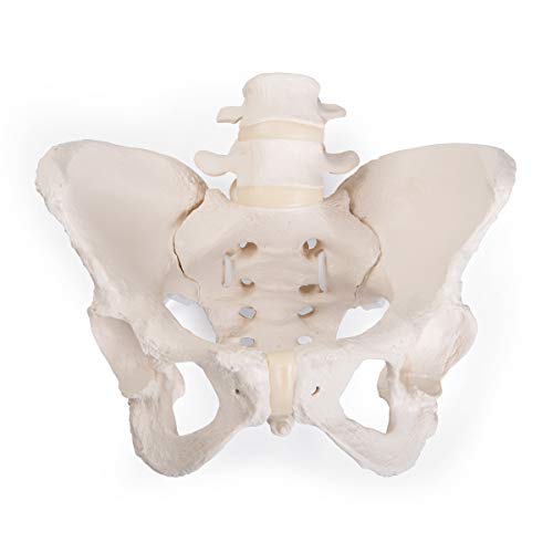 3B Scientific GmbH 1019864 Flexible Female Pelvis Model