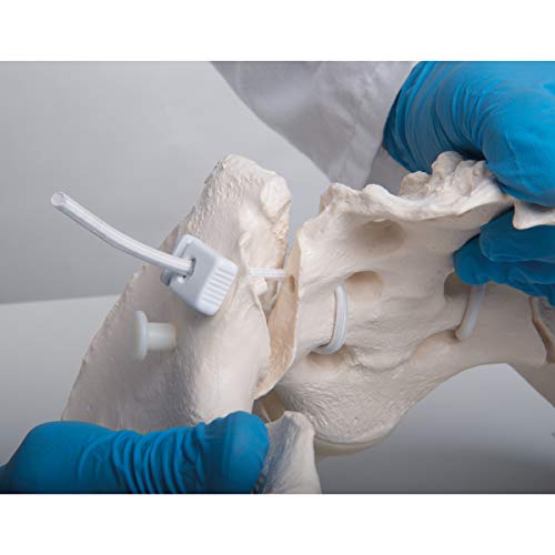 3B Scientific GmbH 1019864 Flexible Female Pelvis Model