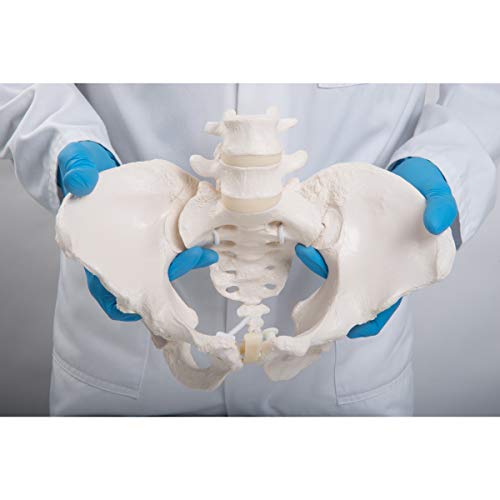 3B Scientific GmbH 1019864 Flexible Female Pelvis Model