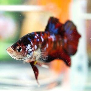 live male galaxy betta tropical fish