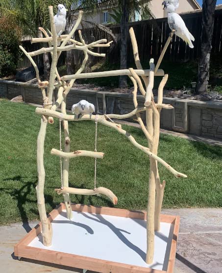 ExoticDad Large Bird Perch - Customize Your Perch Designed Natural Dragonwood Bird Perch on Wheels Stand for Parrots, Birds, Parakeets, Monkeys, Cockatiel, African Grey, Conure (2x4 ft B - 5x6 ft H)