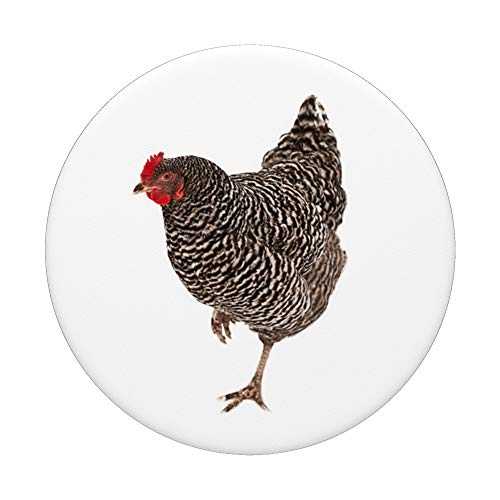 Barred Rock Chicken PopSockets PopGrip: Swappable Grip for Phones & Tablets