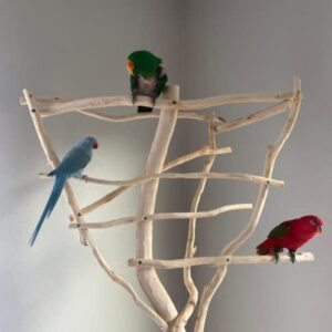 Exoticdad Parrot Stand - Reptile Birds Perches For Parrots - Wood Perches Stand For Parrot - Uniquely Sanded ,Custom Made Designed For Parrots, Cockatoo, Parakeets- 2ft x 3ft Base and 5.5-6ft Height