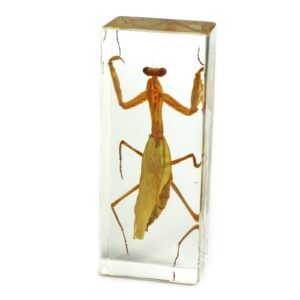 realbug praying mantis paperweight (1 5/8 x 4 3/8 x 1 1/8")