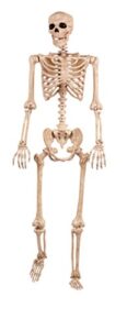 crazy bonez pose-n-stay skeleton