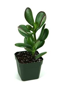 crassula ovata 'jade plant'