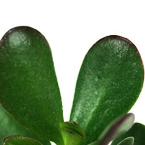 Crassula ovata 'Jade Plant'