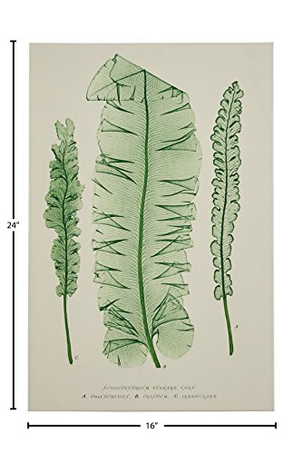 Amazon Brand – Stone & Beam Modern Green on White Botanical Canvas Print Wall Art, 16" x 24"