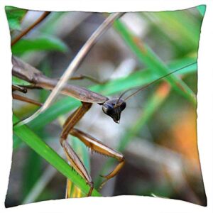 lesgaulest throw pillow cover (16x16 inch) - mantis predator insect bug animal carnivore