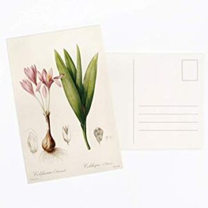 Vintage Collection Postcard Set: Pack of 30 Retro Style Botanical, Nature and Ephemera Postcards by Wintertime Crafts