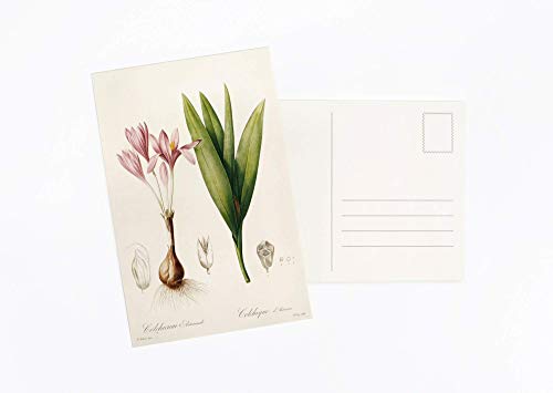 Vintage Collection Postcard Set: Pack of 30 Retro Style Botanical, Nature and Ephemera Postcards by Wintertime Crafts