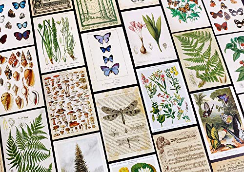 Vintage Collection Postcard Set: Pack of 30 Retro Style Botanical, Nature and Ephemera Postcards by Wintertime Crafts