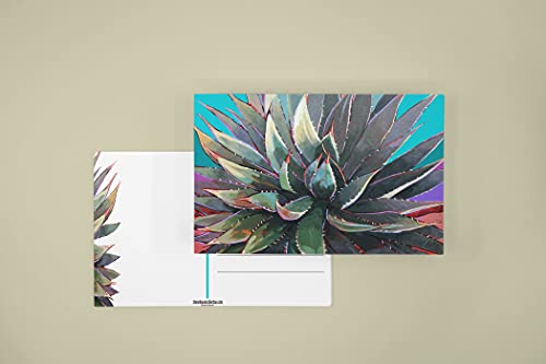 Stonehouse Collection Cactus Postcards - 4 x 6 Western Desert Postcards - 40 Postcards, 4 Different Cacuts Designs