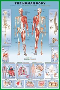 laminated illustrated human body educational anatomy chart poster 24x36