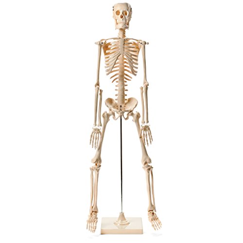 Anatomical Human Skeleton Model - 1/2 Life Sized - 85 cm with Metal Base