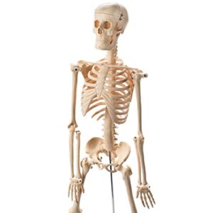 Anatomical Human Skeleton Model - 1/2 Life Sized - 85 cm with Metal Base