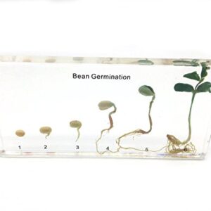 Bean Germination in Acrylic Block Lifecyle of Bean Biology Science Classroom Specimens (Bean Germination)