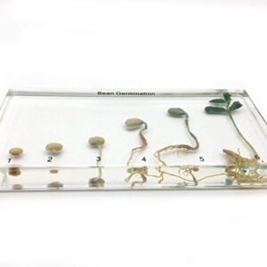 Bean Germination in Acrylic Block Lifecyle of Bean Biology Science Classroom Specimens (Bean Germination)