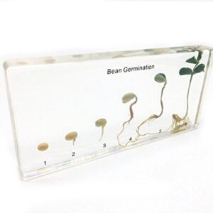 Bean Germination in Acrylic Block Lifecyle of Bean Biology Science Classroom Specimens (Bean Germination)