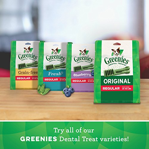 GREENIES Regular Natural Dog Dental Care Chews Oral Health Dog Treats, Pumpkin Spice Flavor, 12 oz. (12 Treats)