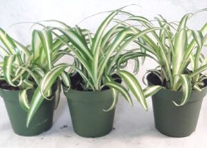 ocean spider plant - 4'' pot 3 pack for better growth - cleans the air/easy to grow by jmbamboo