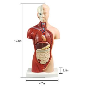 KISSTAKER Human Torso Body Anatomy Model with 15 Removable Parts-Heart Visceral Brain Skeleton Medical School Nursing Educational Supplier 11inch