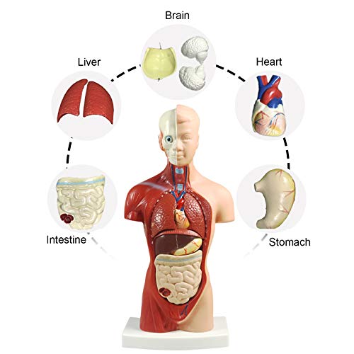 KISSTAKER Human Torso Body Anatomy Model with 15 Removable Parts-Heart Visceral Brain Skeleton Medical School Nursing Educational Supplier 11inch