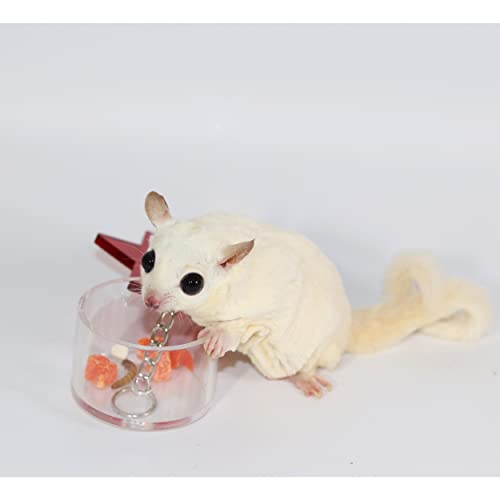 Star Forage Cup - Durable Treat Foraging Cage Accessory Toy - for Sugar Gliders, Squirrels, Chinchillas, Prairie Dogs, Degus, Opossums, Marmosets, Monkeys, Parrots, Birds, Rats, Hamsters, & Gerbils