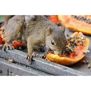 Exotic Nutrition Papaya Treat 1/2 LB - Healthy Natural Dried Fruit Treat - Sugar Gliders, Rats, Parrots, Hamsters, Squirrels