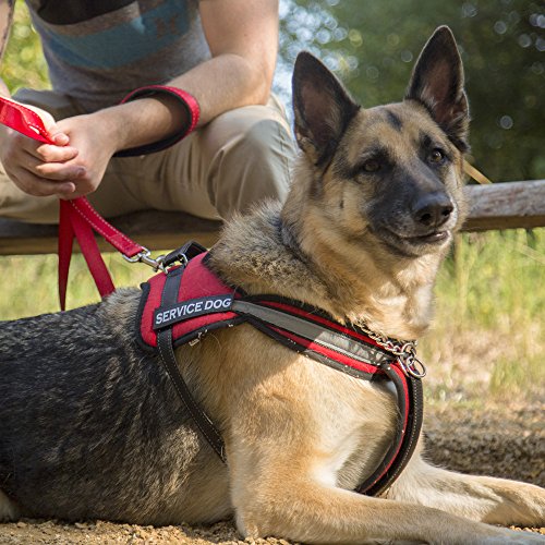 Head Tilt Service Dog Harness, Large, Red