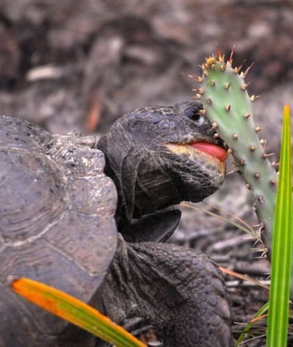 2+LB Spineless Cactus Pads Organic Tortoise, Turtle, Iguana Food Nopales Opuntia