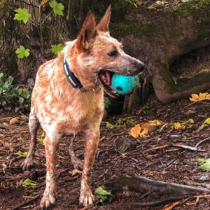 Chew King Fetch Balls Extremely Durable Natural Rubber Toy 3 inch Balls - Pack of 3 (CM-0263-CS01)