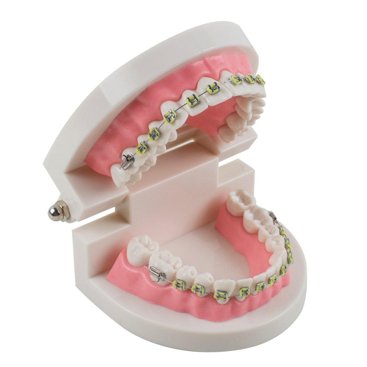 Dental Adult Typodont Demonstration Teeth Model Orthodontic Model Teeth Teach Study Model with Brackets