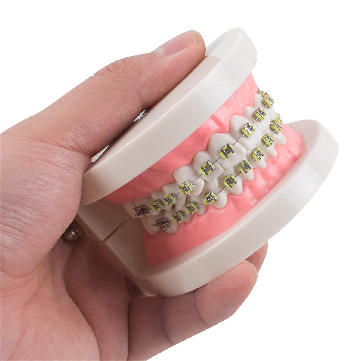 Dental Adult Typodont Demonstration Teeth Model Orthodontic Model Teeth Teach Study Model with Brackets