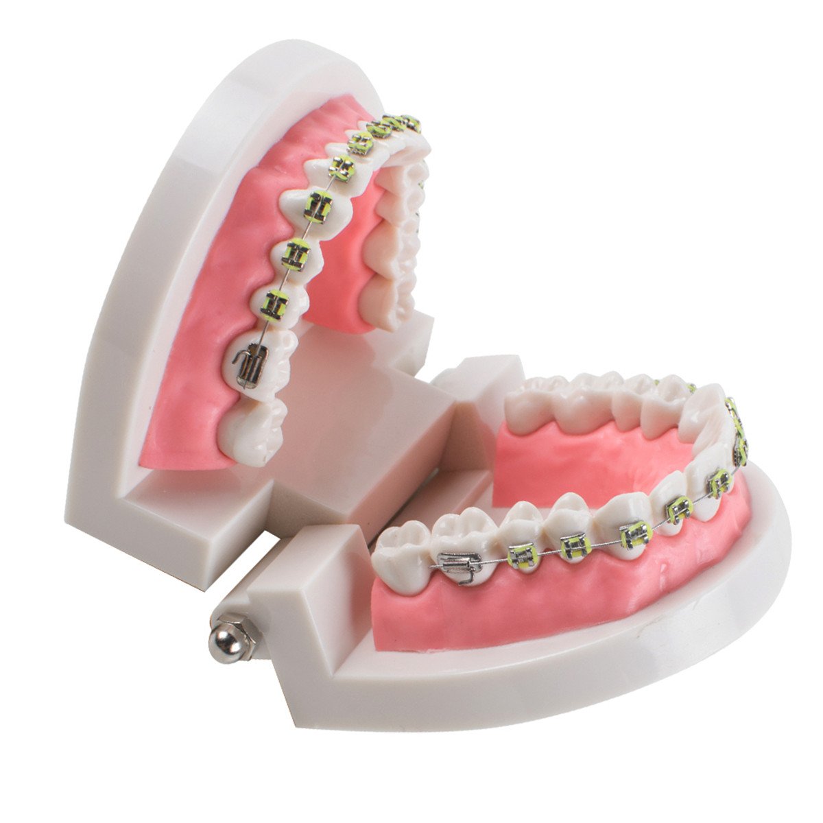 Dental Adult Typodont Demonstration Teeth Model Orthodontic Model Teeth Teach Study Model with Brackets