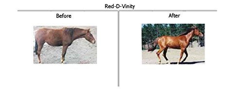 RED-D-VINITY Horse Coat Enhancing Supplement For Chestnuts, Sorrels, roans, Some Pintos, and Other Reds! 4lbs