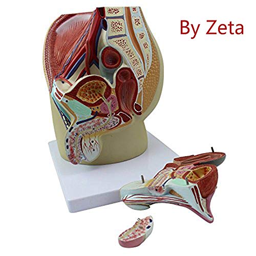 Zeta Male Pelvis Male Genital System Anatomical Model Human Anatomy Model Median Sagittal Section Model